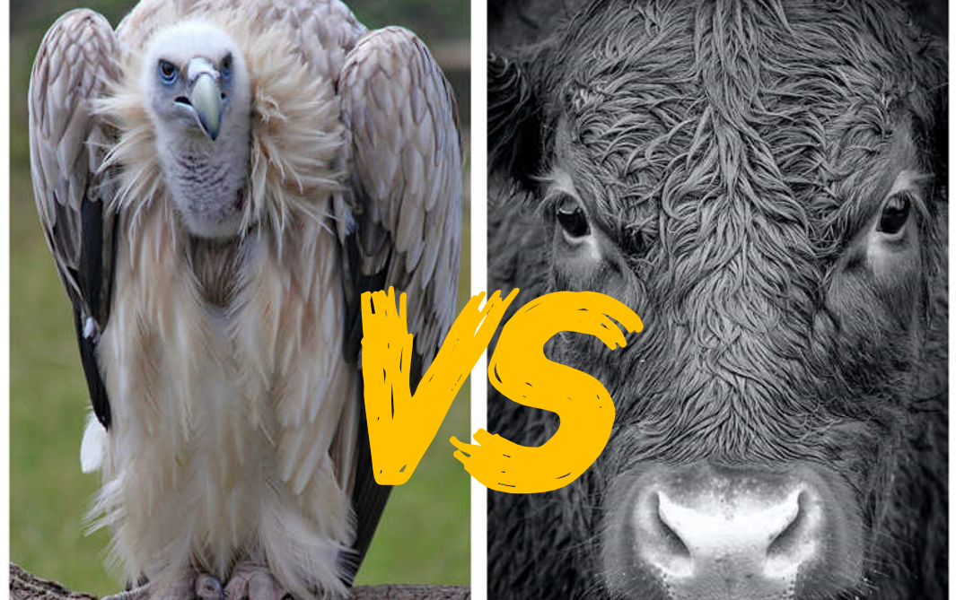 TORO VERSUS CÓNDOR – Spanish Like a Pro!